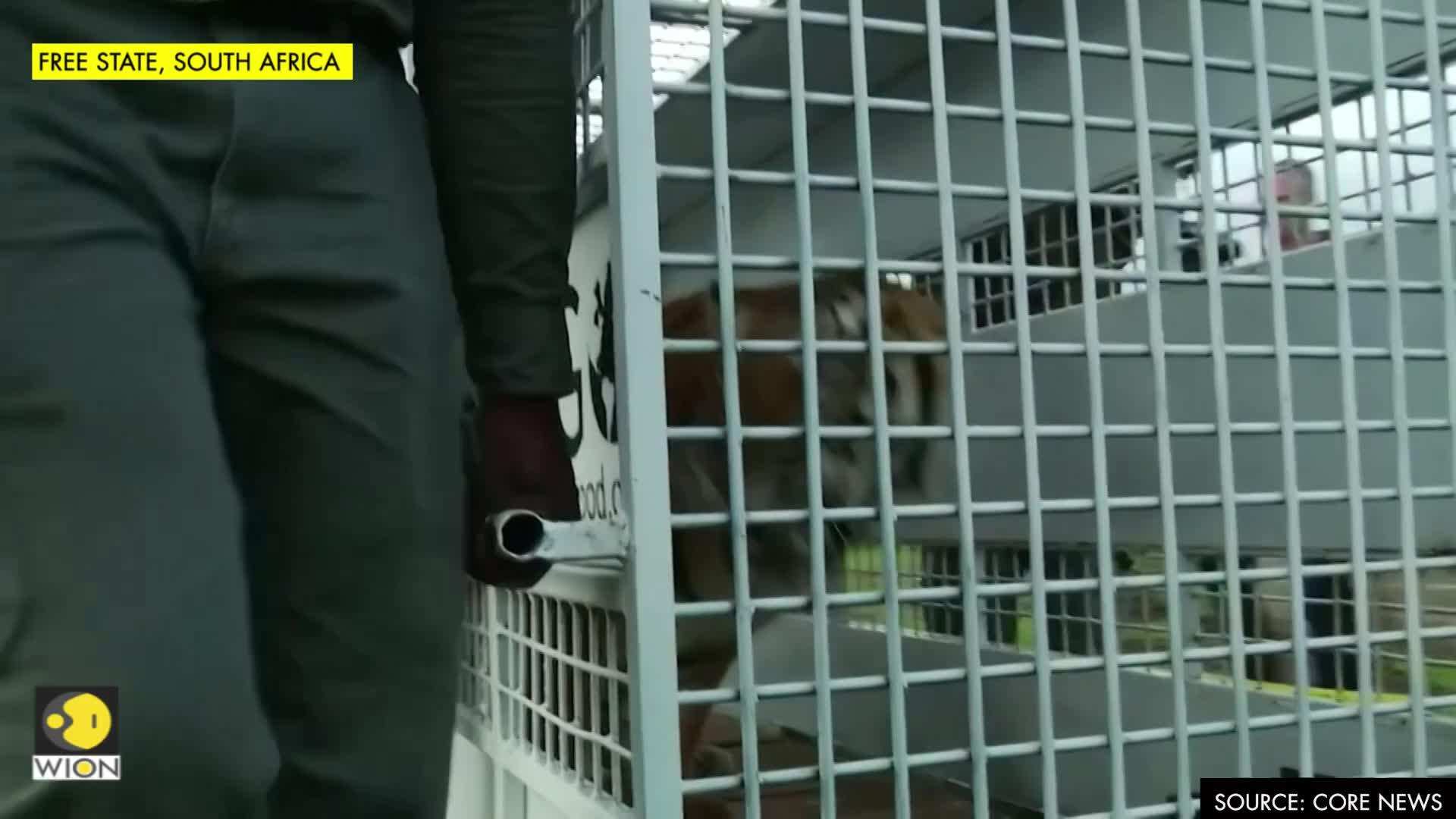 Rescued big cats from Guatemala arrive at South Africa sanctuary ...