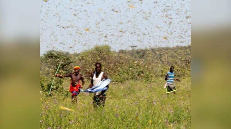 Spray planes can counter worst locust outbreak in eastern Africa ...