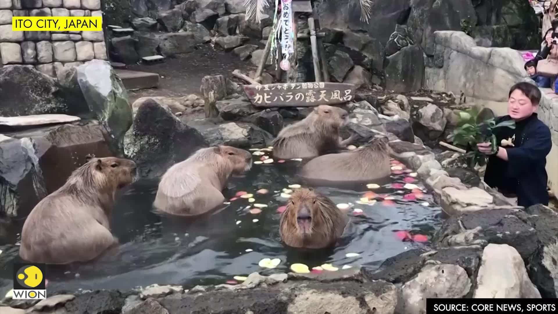 Capybaras chill out in hot spring baths - Edge News