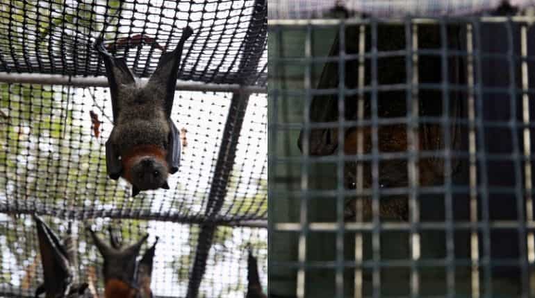 China rejects WHO calls for inspection of bat caves, animal farms ...