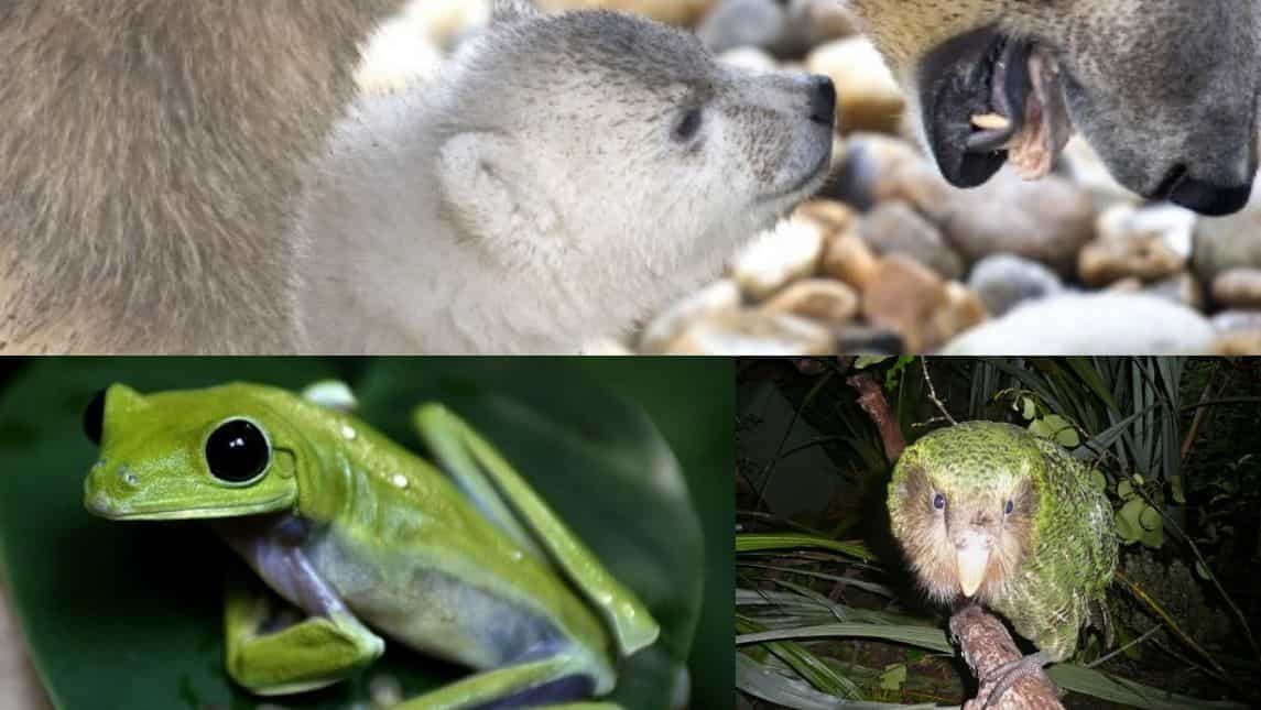 World Wildlife Day: Alarming figures of species nearing extinction ...