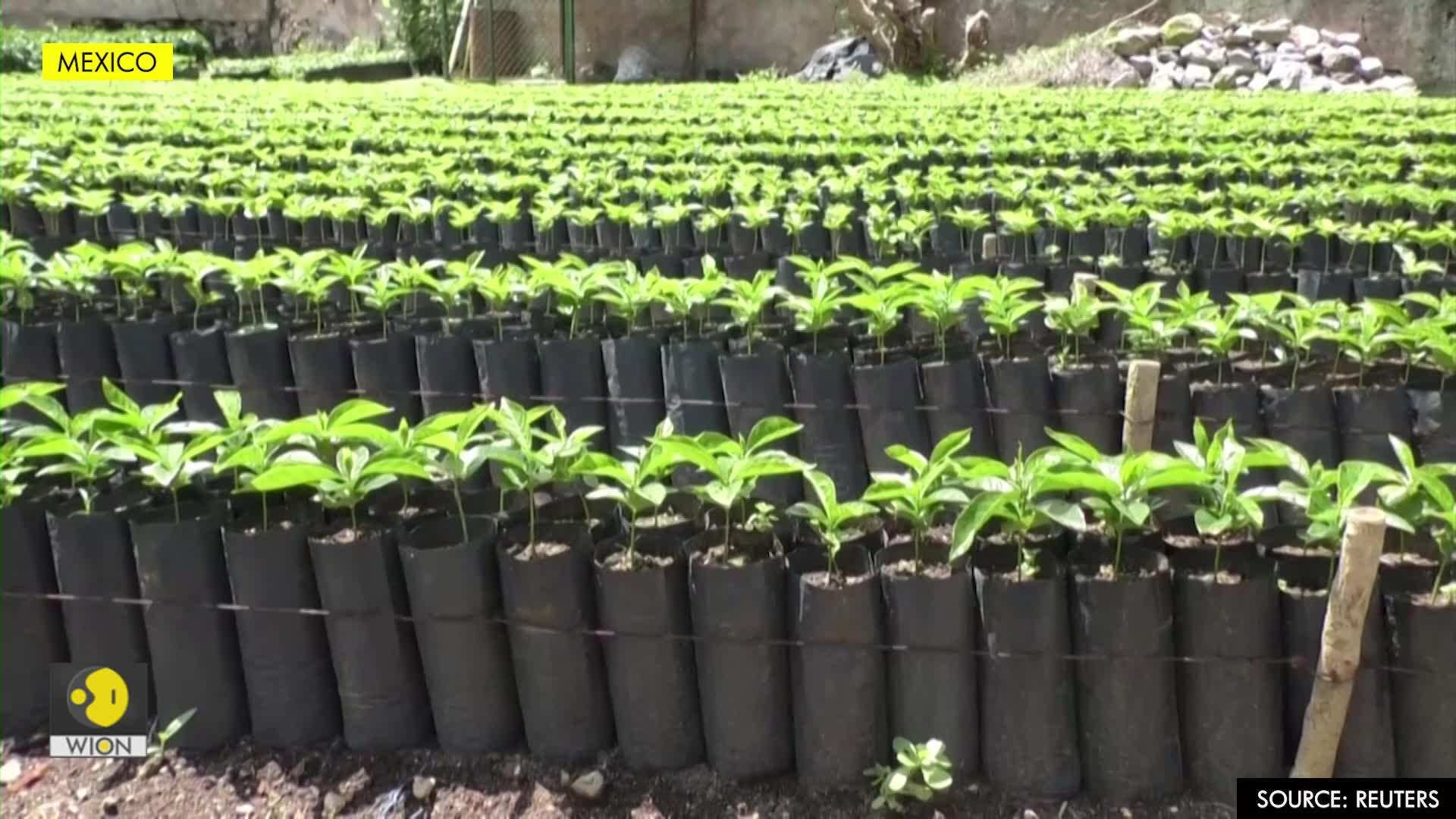 Nestle vows to plant 3 million trees in Mexico - Edge News