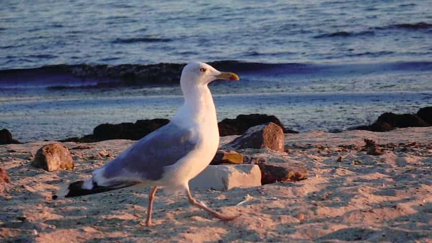Emboldened animals venture into locked-down cities worldwide - World News