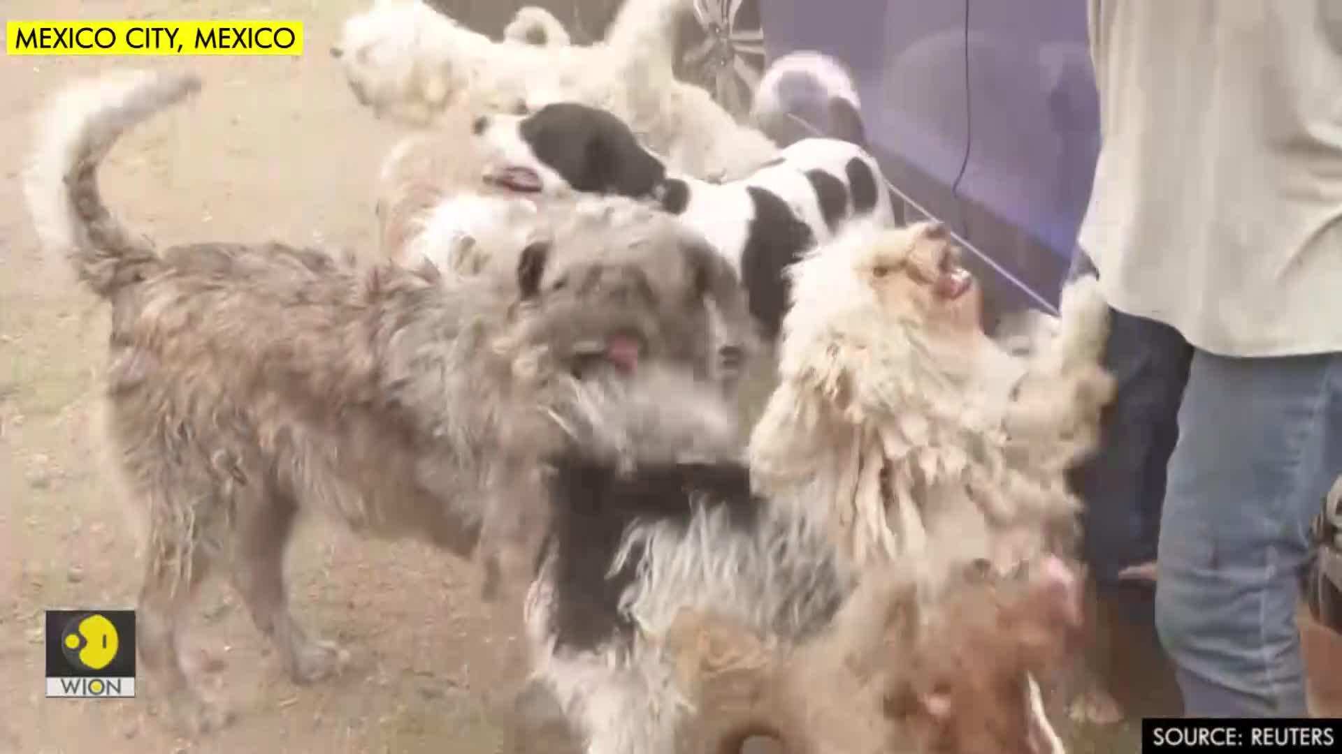 Adopted pets and people help each other through Mexico coronavirus ...