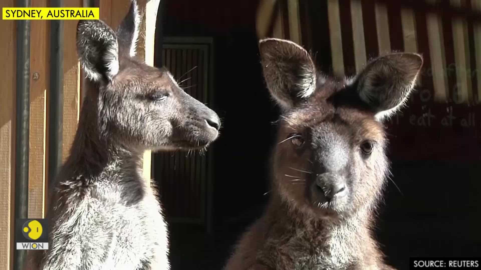Australian zookeeper copes with changes on the job during coronavirus ...