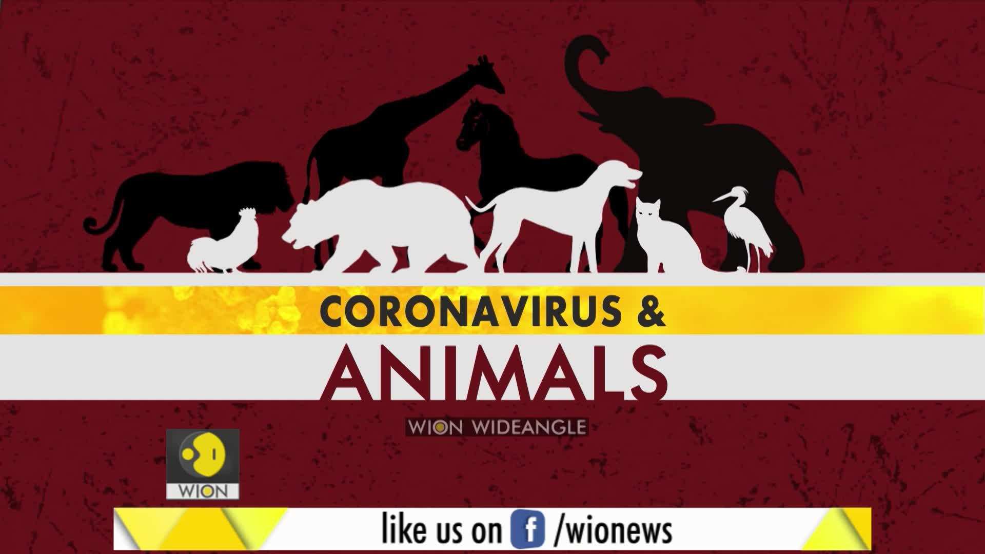Coronavirus caused by 'disrespecting' animals? | Coronavirus lockdown ...