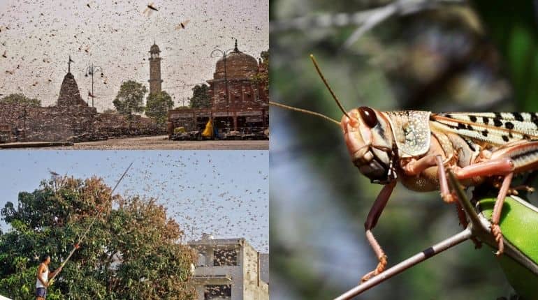 Worst in 26 years! Swarm of locusts attack Indian farmers - India News News