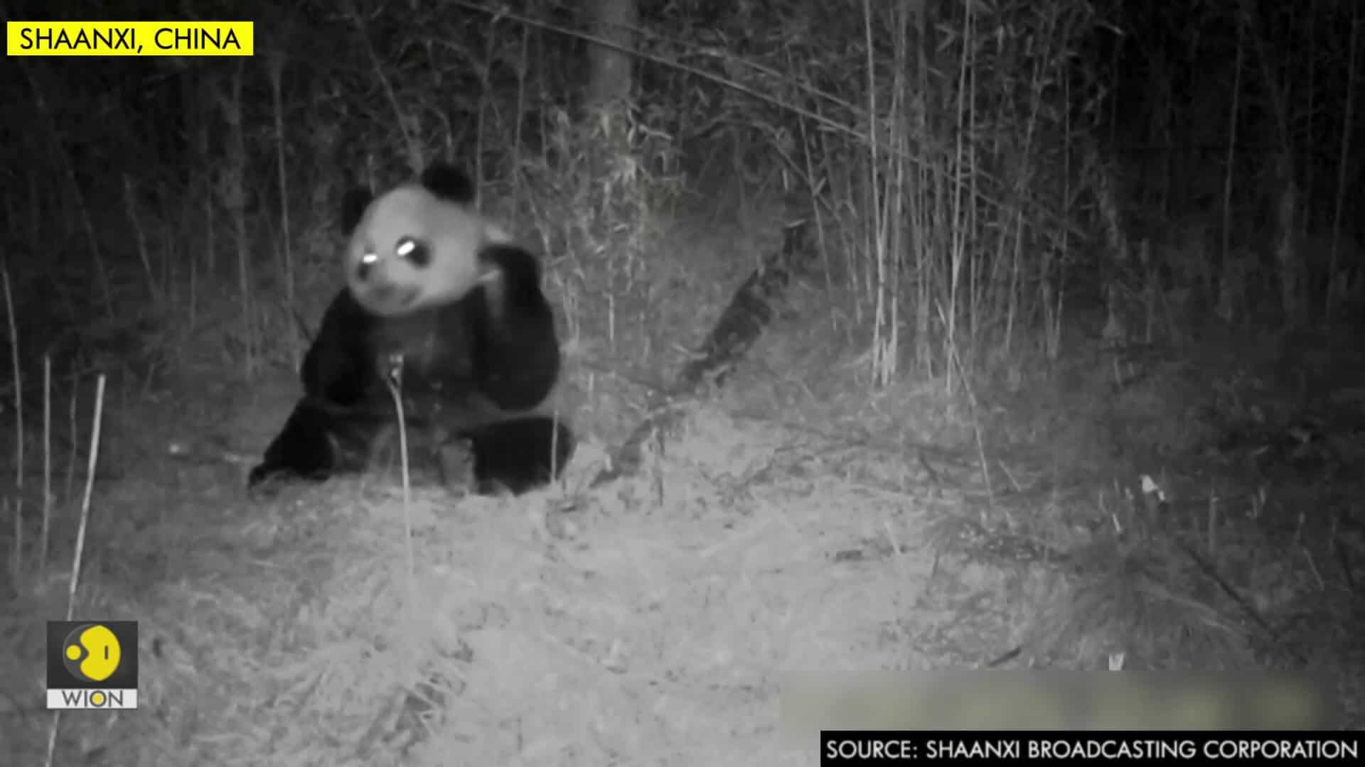Wild giant panda spotted in field investigation in northwest China's ...