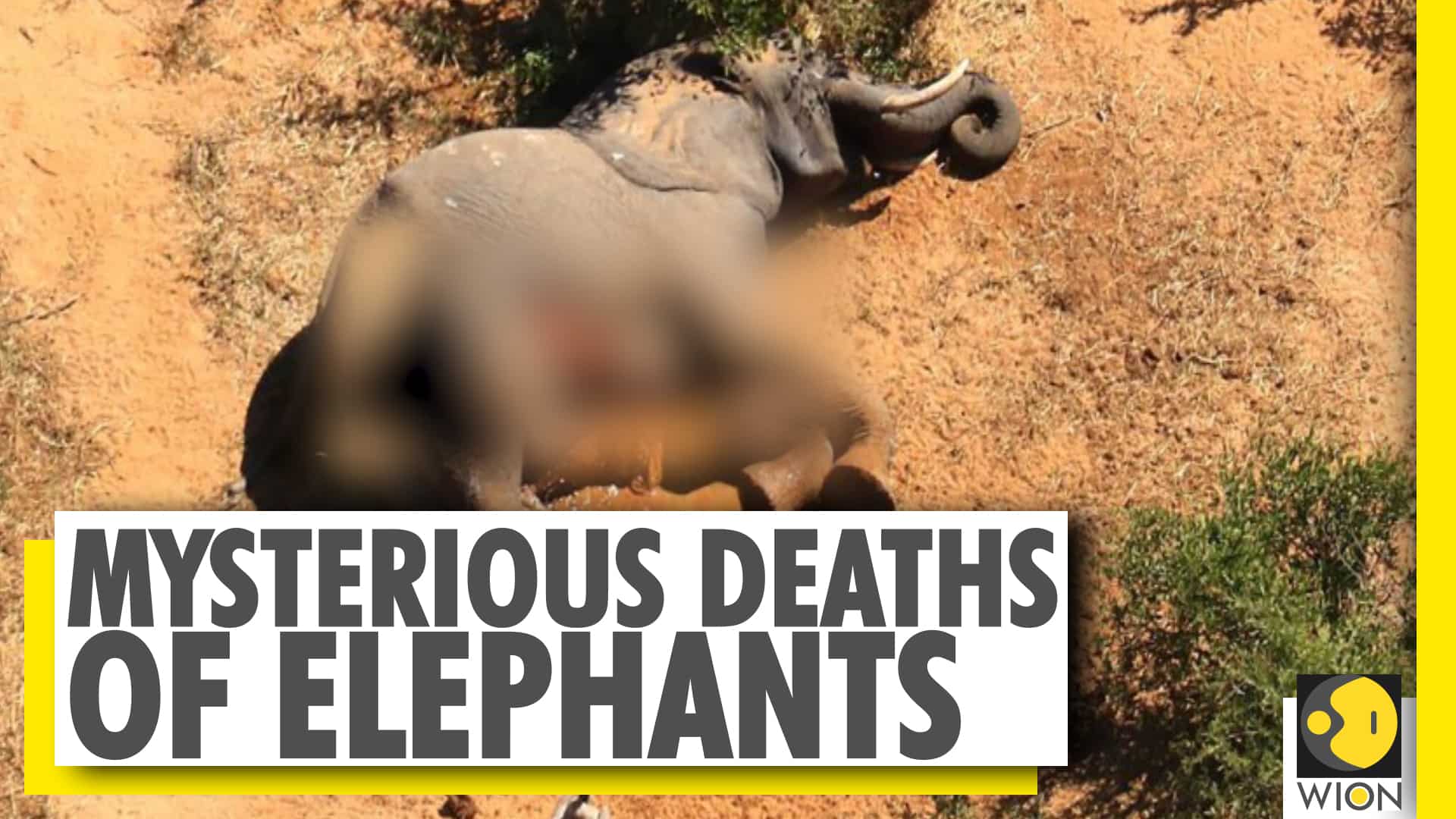 Botswana Government Probes Mysterious Deaths Of Elephants World News