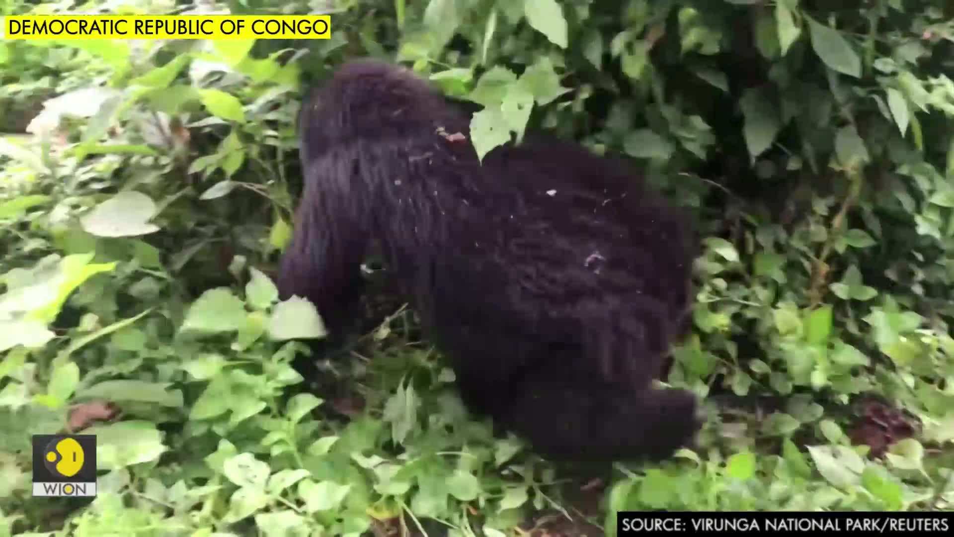 Coronavirus causes poaching spike in Congo's gorilla habitat - Edge News