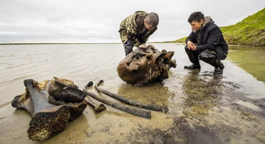 Well-preserved skeleton of woolly mammoth found in Siberian lake ...