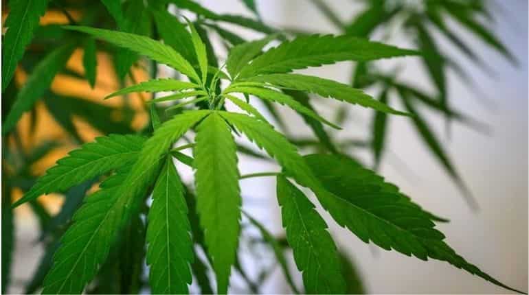Cannabis may have originated in China: Study - World News