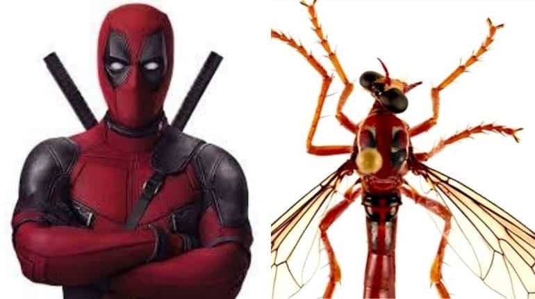 Australia names new species of flies after Marvel superheroes - Science ...