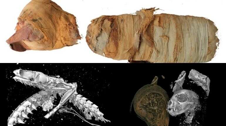 Scientists digitally 'unwrap' mummies of ancient Egyptian cat, snake ...