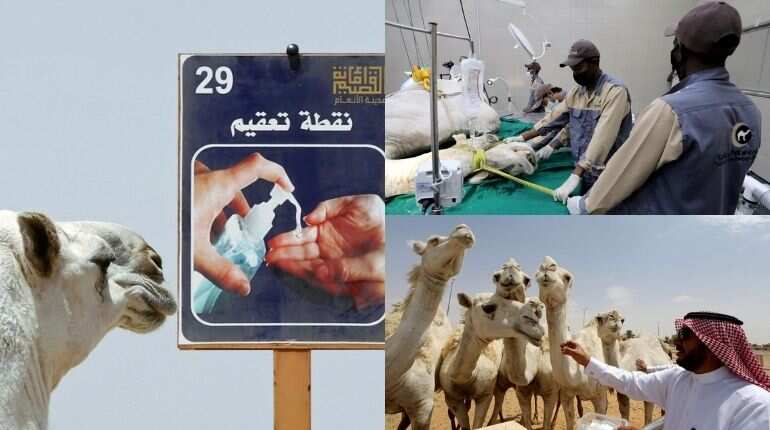 Saudi Arabia opens world's largest camel hospital and research facility ...