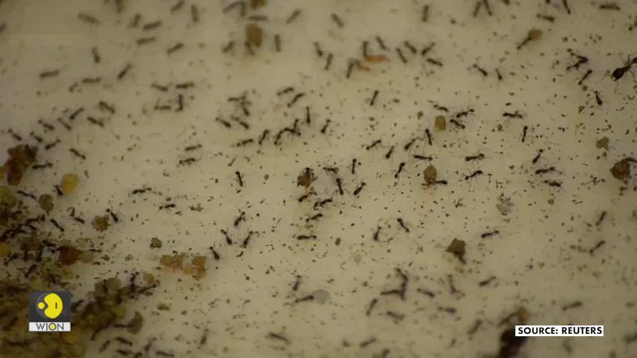 Pest or pet? Ant farms fascinate Singaporeans - Edge News