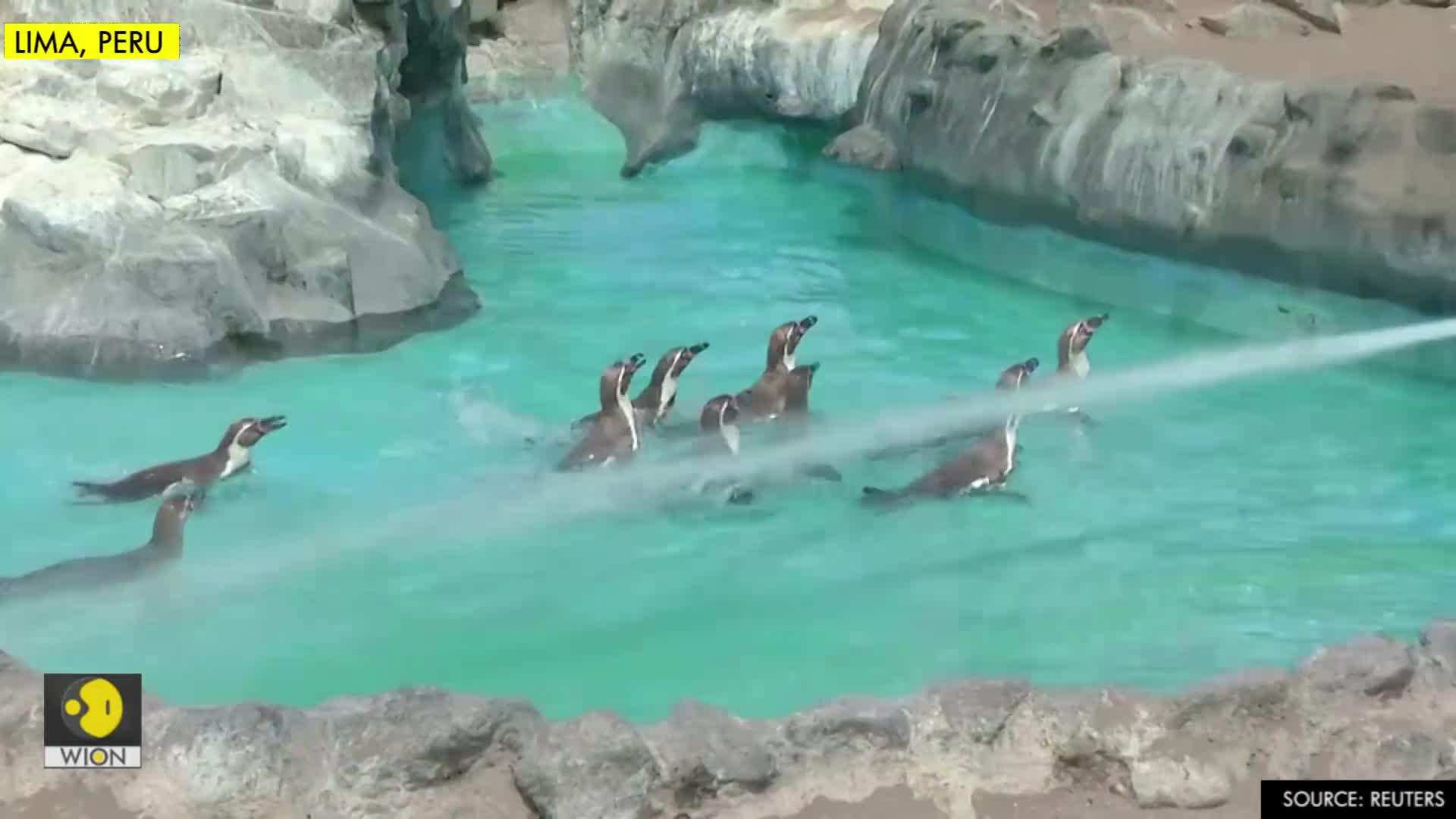 Penguin chicks and a baby alpaca the newest additions to Peru zoo ...