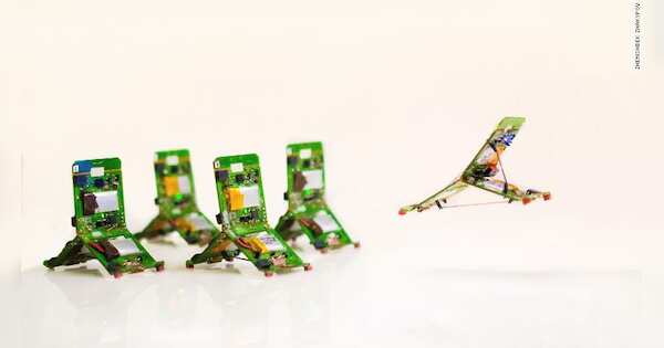 Insect-inspired robots are almost here. They can jump and fly ...