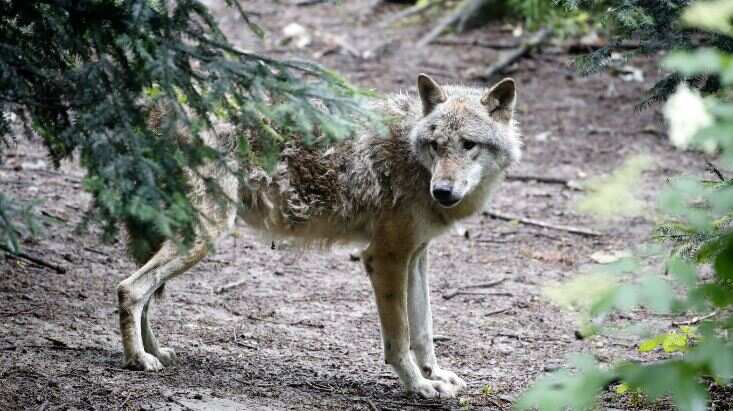 Switzerland to hold key vote on future of wolves - World News