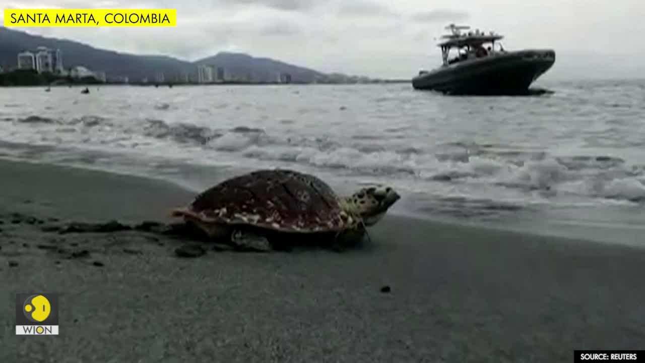 Volunteers release 80 turtles back into sea on Colombian coast - Edge News