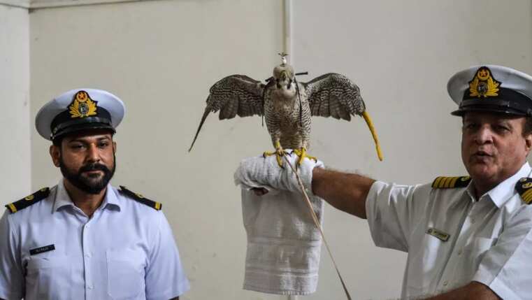 Pakistan foils attempt to smuggle endangered falcons - South Asia News