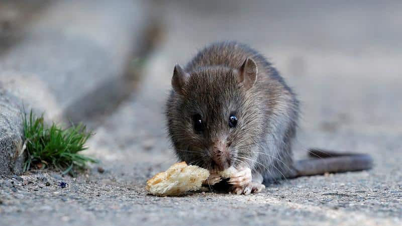 Rat Attack News - Latest Rat Attack News, Breaking Rat Attack News, Rat ...