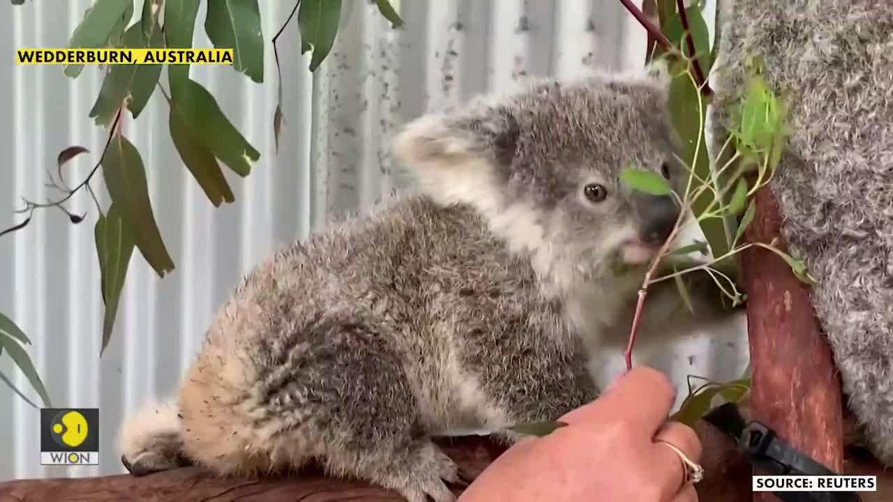 The fight for survival for New South Wales koalas - Edge News