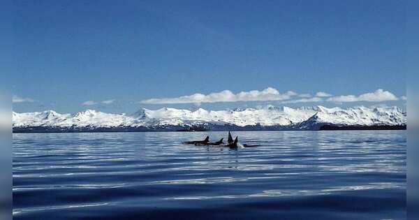 Scientists warn of a mega-tsunami along Alaskan coast as early as 12 ...