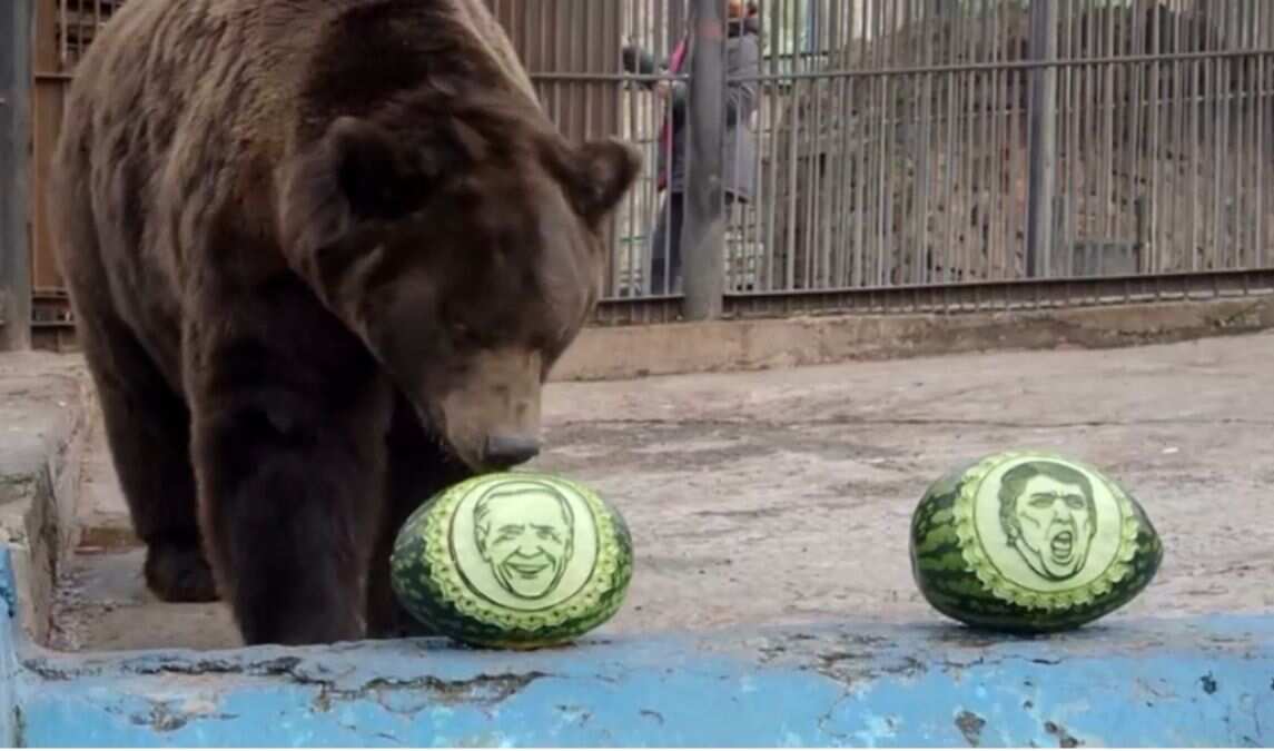 US election 2020: Siberian bear and tiger predict the next president ...