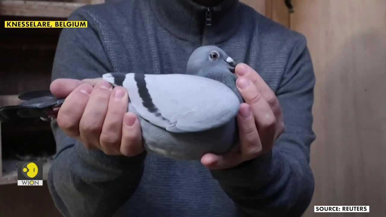 Belgian racing pigeon flies past record in auction - Edge News