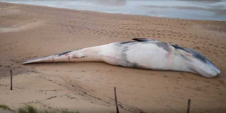 Abnormal spike in deaths: Emaciated fin whales are washing up dead on ...