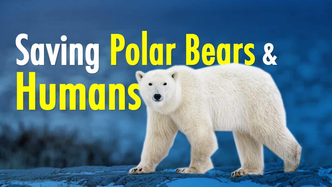 Bear-spotting radar tracks polar bears migrating to the Arctic sea ice ...