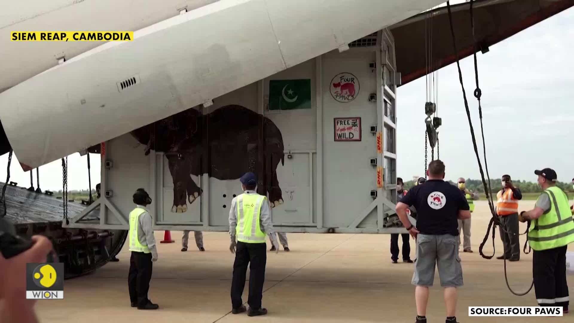 Pakistan's lonesome elephant, Kaavan, starts new life in Cambodia ...