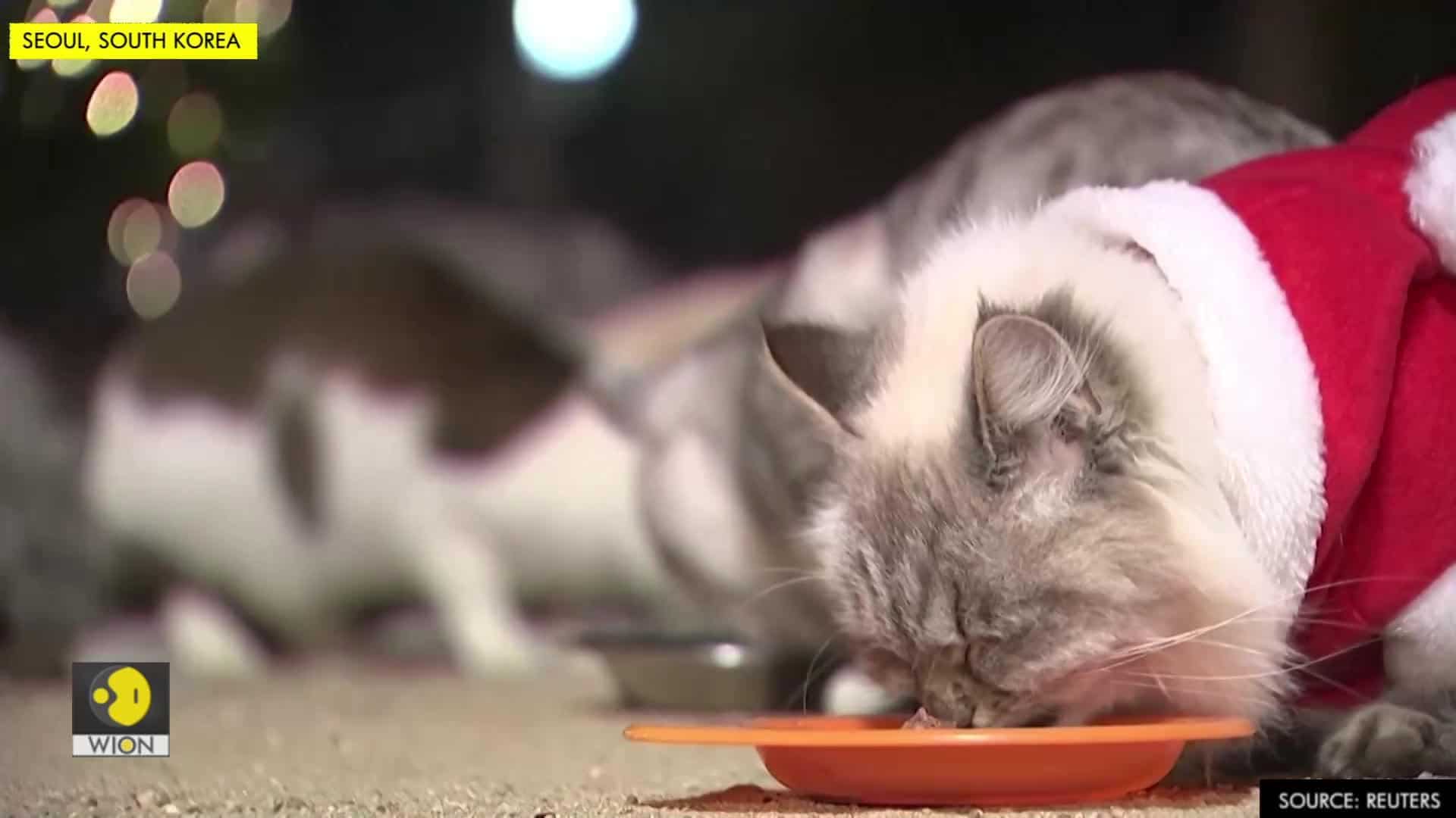 Santa cats spread Christmas cheer in Seoul - Edge News