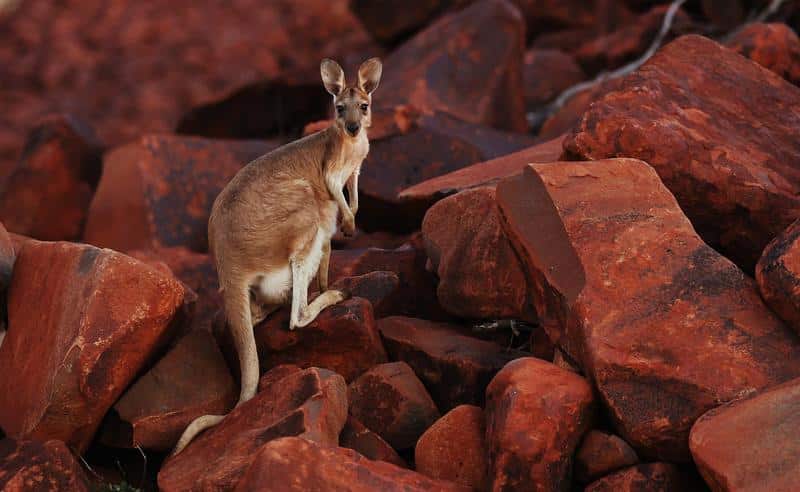 Kangaroo News - Latest Kangaroo News, Breaking Kangaroo News, Kangaroo ...