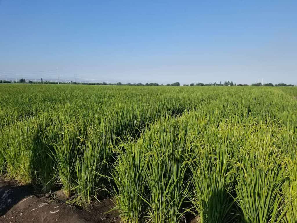 Drip Irrigation News - Latest Drip Irrigation News, Breaking Drip ...