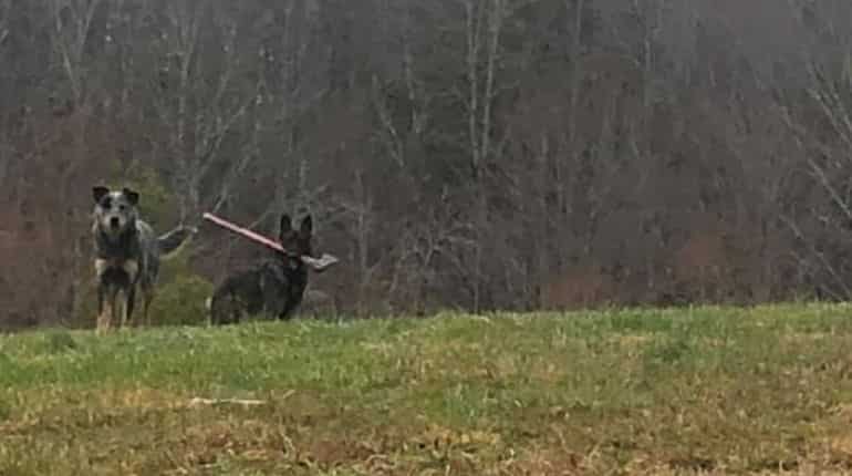 Axe-cessive security: Mailman spots dog carrying axe in its mouth ...