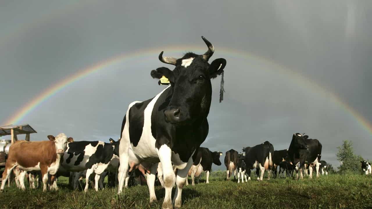 Russia's biggest 'Goshala' a shelter home for abandoned Cows - World News