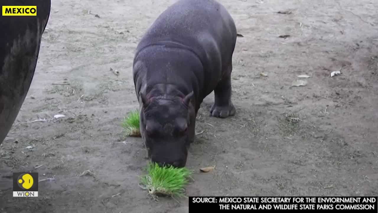 Rare baby hippo delights Mexican zoo - Edge News