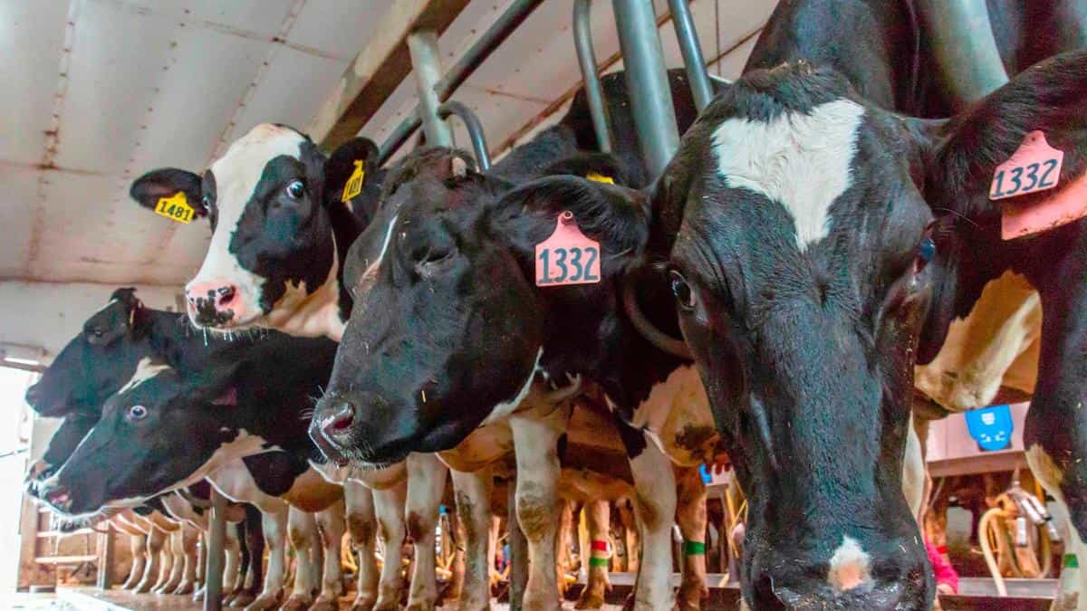 New in town: Masks for cows to filter burps to curb greenhouse gas ...