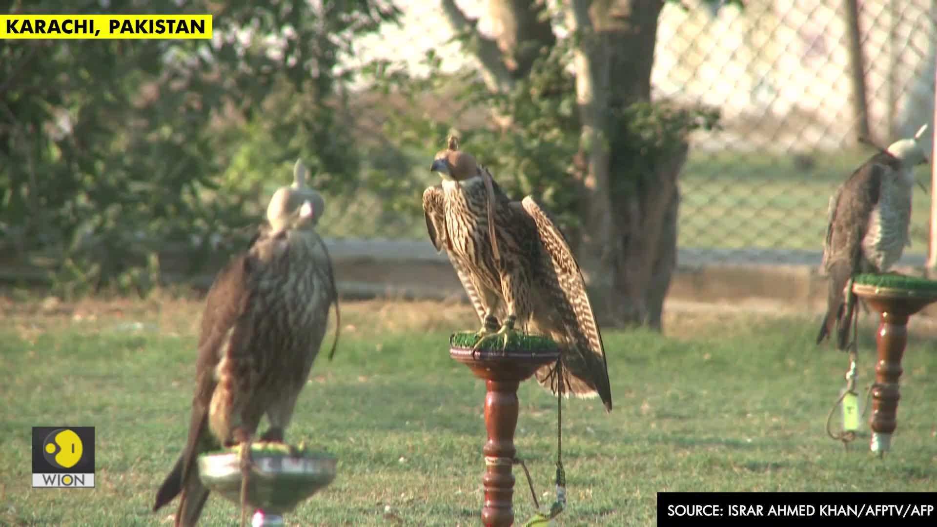 Poachers' paradise: Gulf hunts fuel falcon trafficking surge in ...