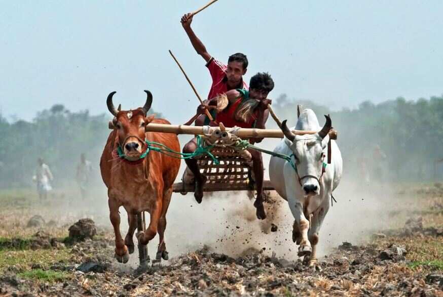 Bullock cart racing in Bangladesh, races accompanied by fairs in rural ...