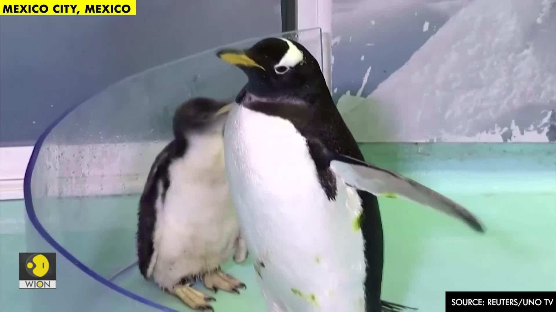 Meet Alex, Mexico's first locally-born Antarctic penguin - Edge News