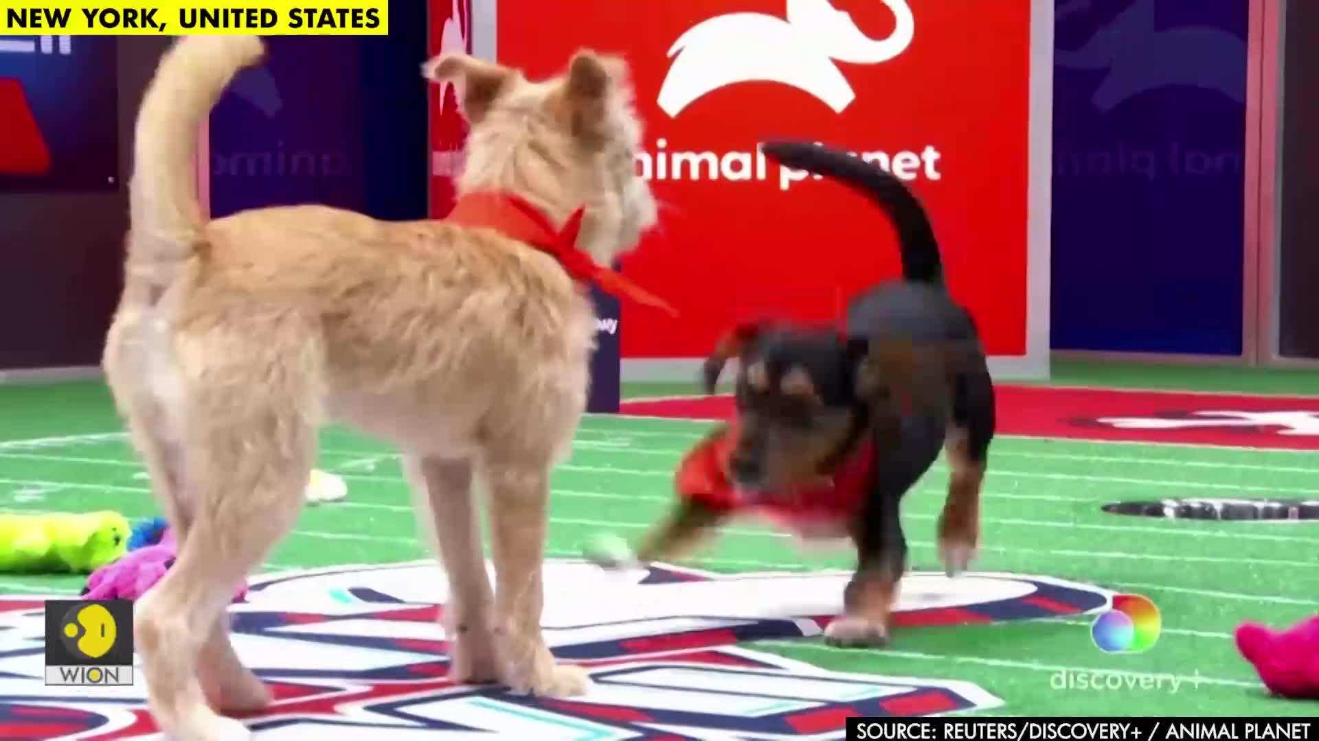 Teams Ruff and Fluff battle it out during the annual Puppy Bowl - Edge News
