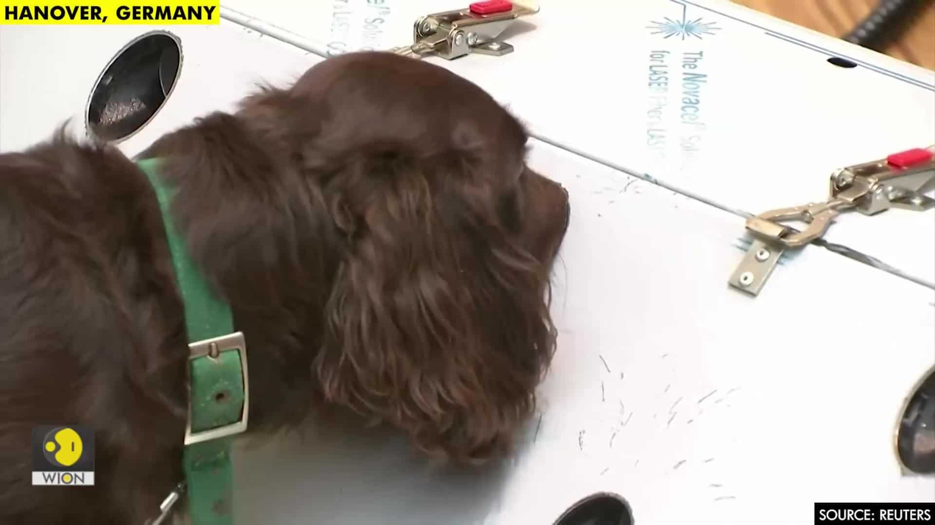 German sniffer dogs detect COVID-19 with 94% accuracy - Edge News