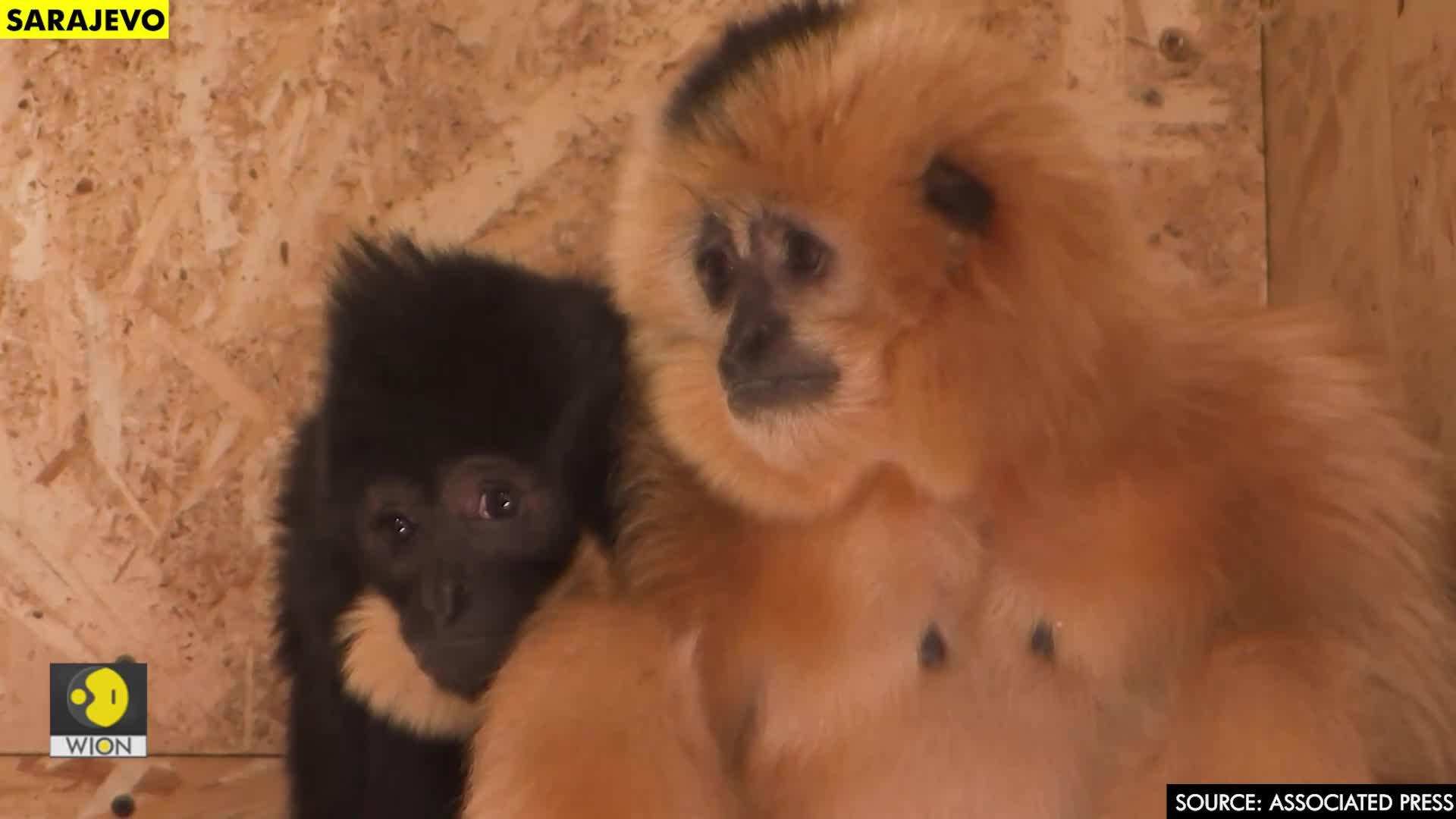 Golden-cheeked gibbons arrive in Bosnian zoo - Edge News