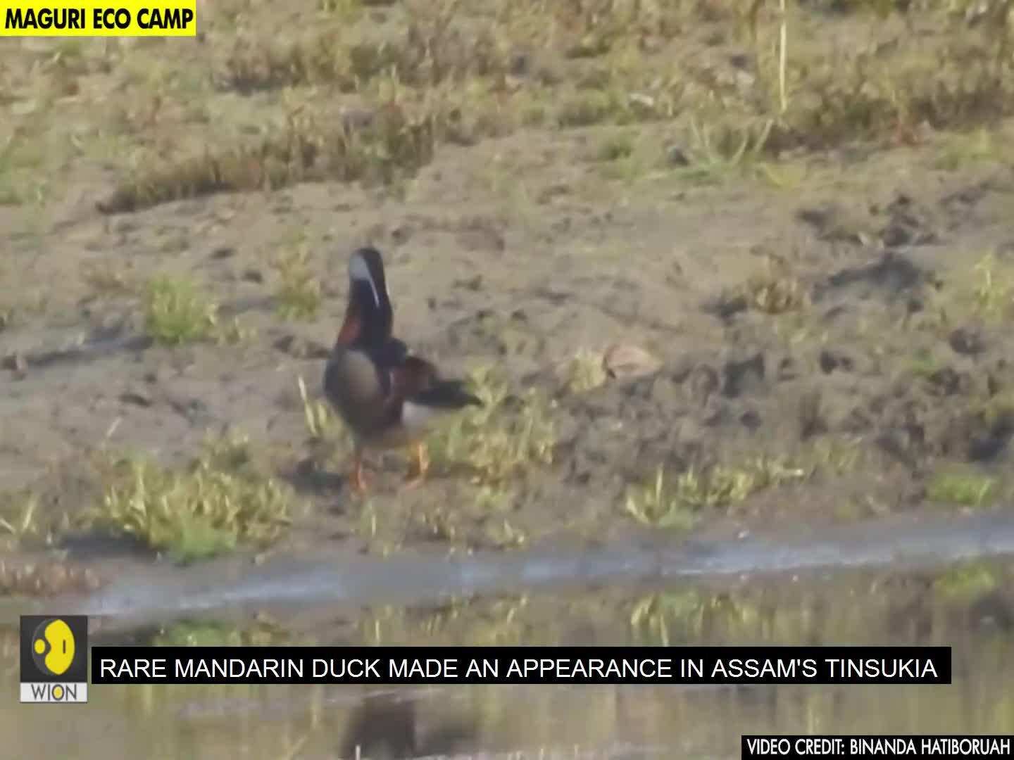Rare mandarin duck spotted in Assam after nearly 100 years - India News ...