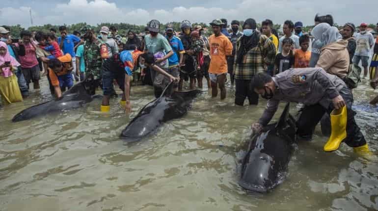 Only 3 of 45 pilot whales survive mass stranding in Indonesia - World News