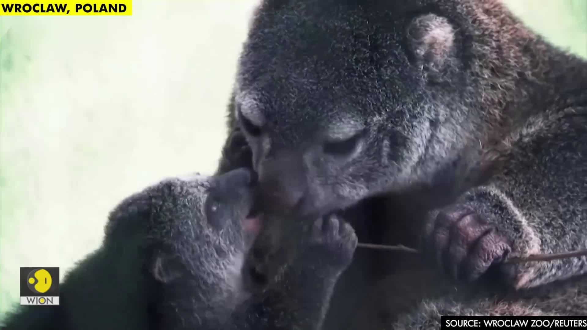 Polish zoo celebrates birth of rare marsupial bear cuscus - Edge News