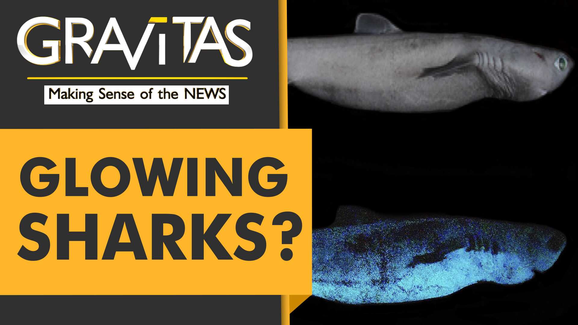 Gravitas: Sharks that glow in the dark - Gravitas News